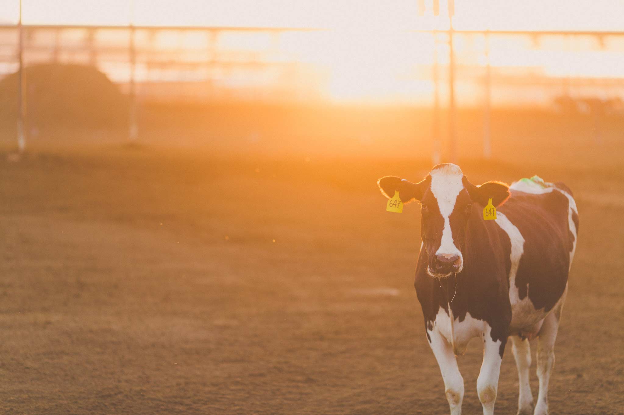 Homepage - Arizona Milk Producers