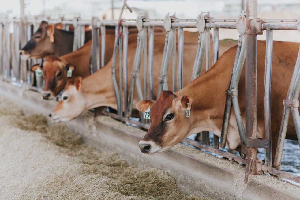Jim Boyle Dairy - Arizona Milk Producers
