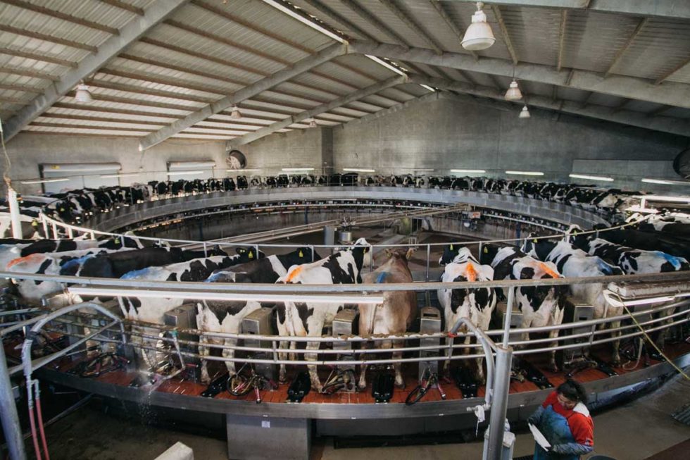 Caballero Dairy - Arizona Milk Producers